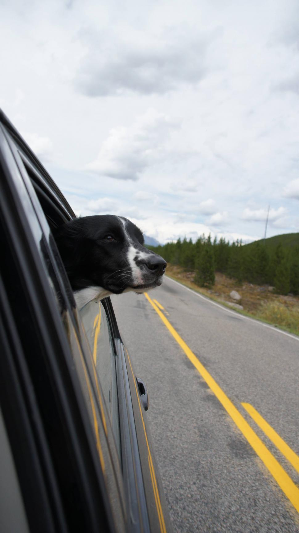 Free Stock Photo of Dog Head out Window | Download Free Images and Free ...