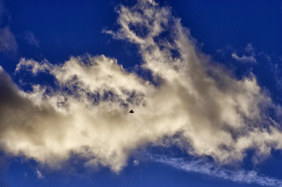 Free Stock Photo of Flying high | Download Free Images and Free ...