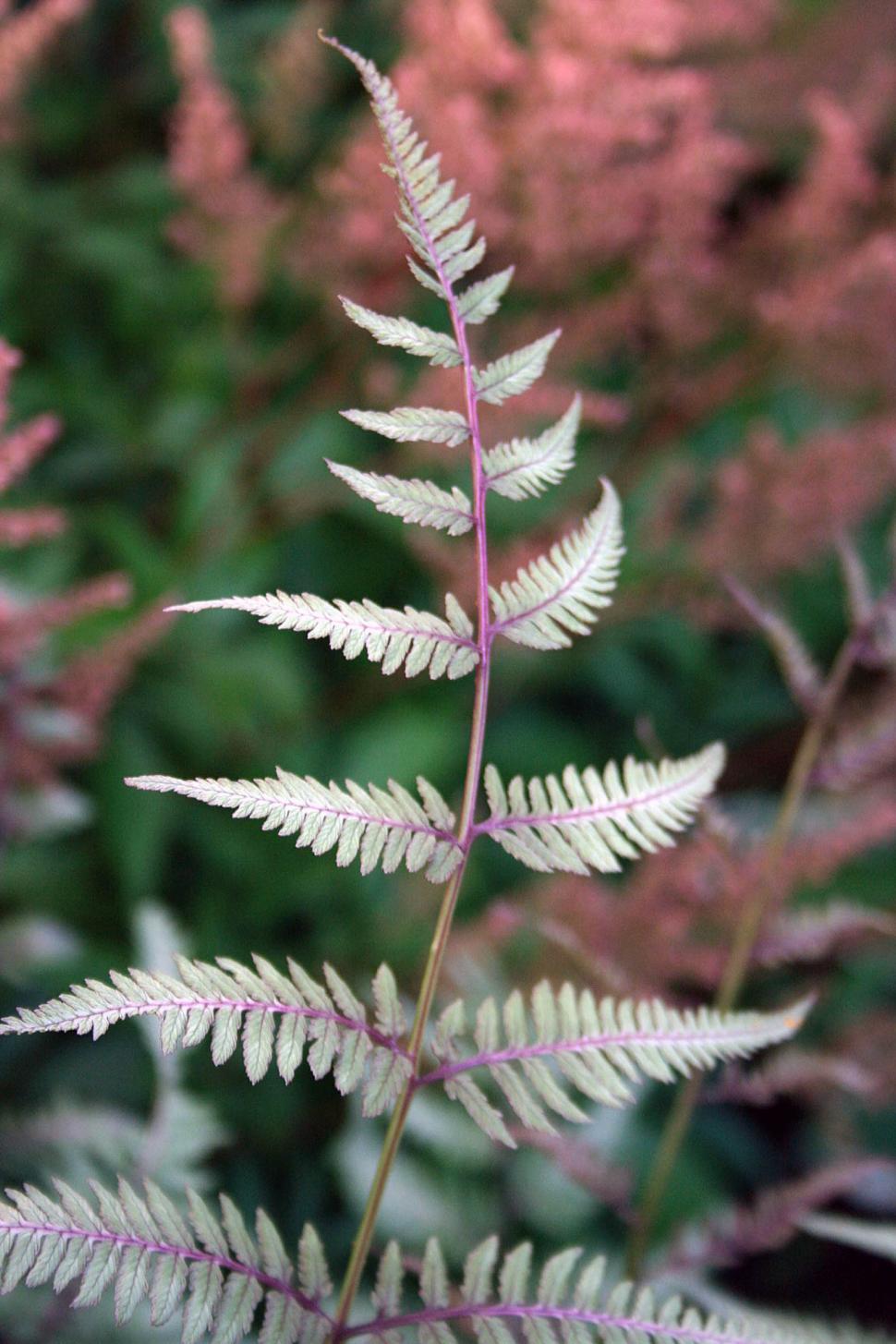 Free Stock Photo of Japanese Fern | Download Free Images and Free ...