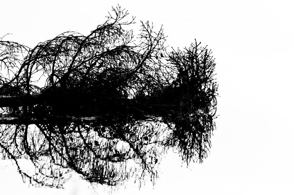 Free Stock Photo of Tree | Download Free Images and Free Illustrations