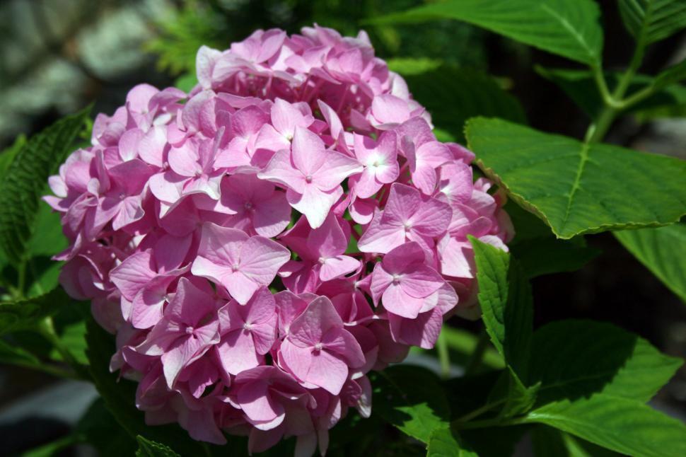Free Stock Photo of Hydrangeas | Download Free Images and Free ...