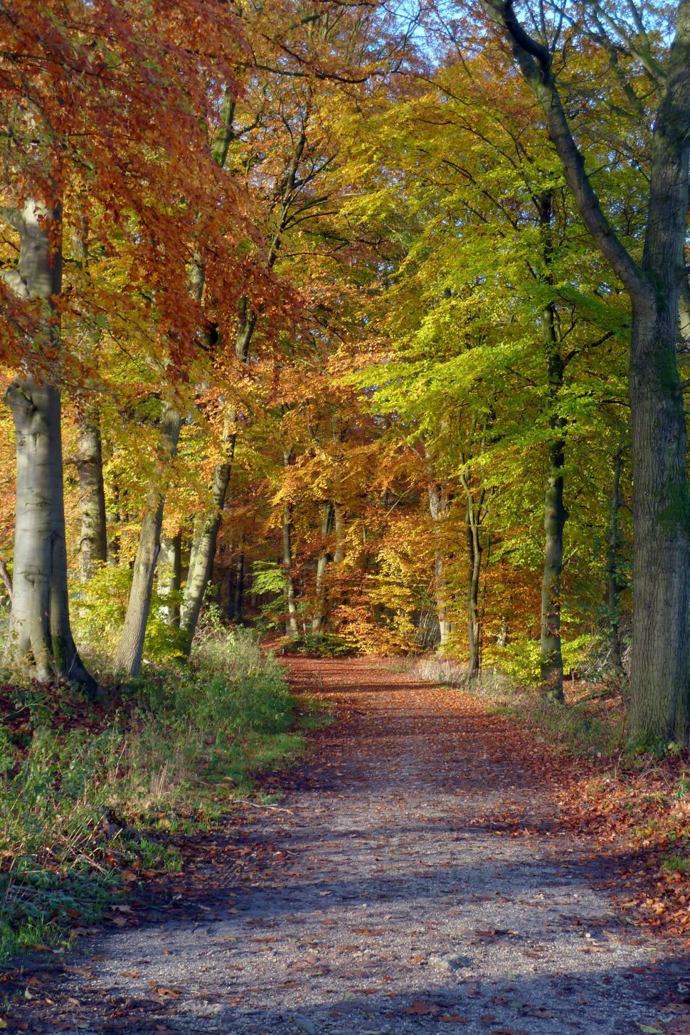 Free Stock Photo of Autumn trees | Download Free Images and Free ...
