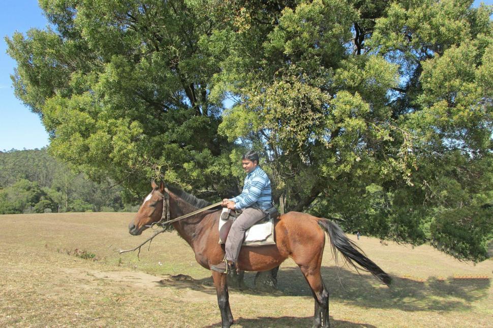 Free Stock Photo of Horse Riding | Download Free Images and Free ...