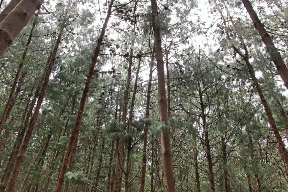 Free Stock Photo of Trees | Download Free Images and Free Illustrations