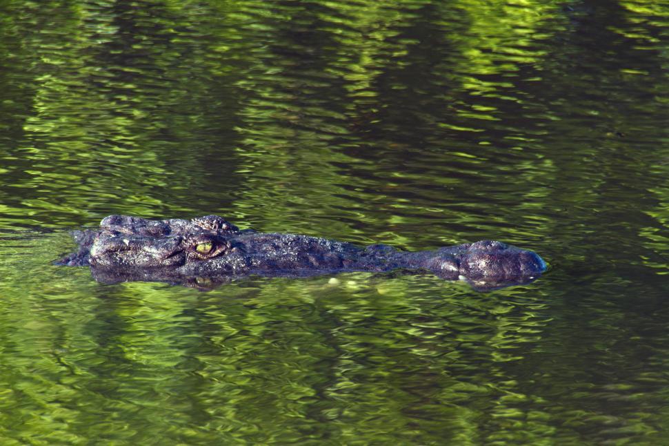 Free Stock Photo of Crocodile | Download Free Images and Free Illustrations