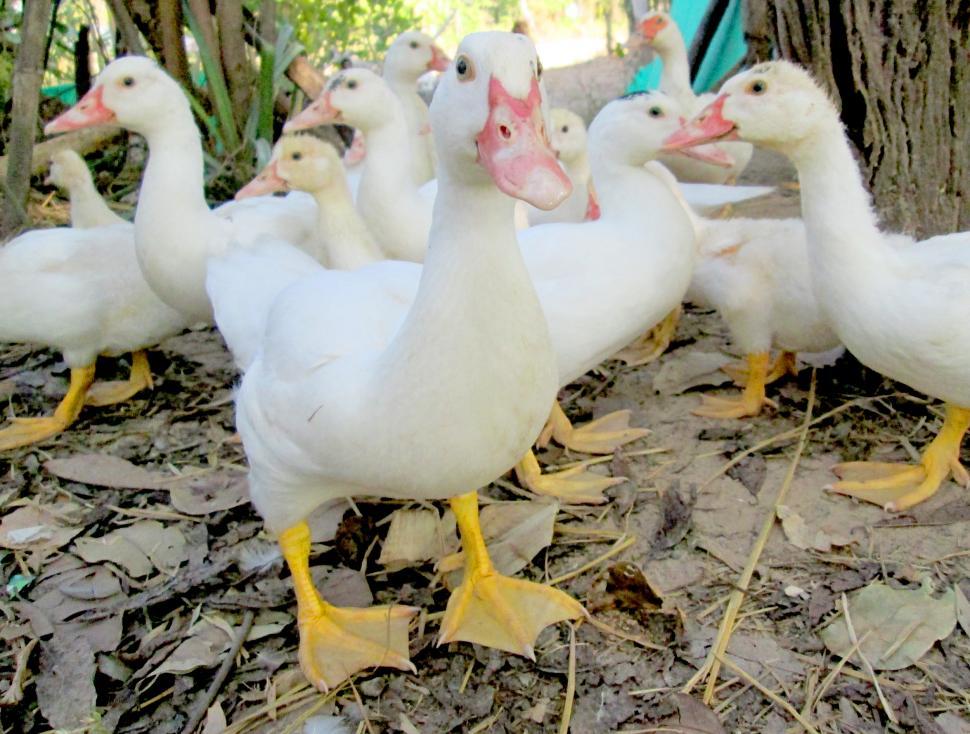 Free Stock Photo of White Duck | Download Free Images and Free ...