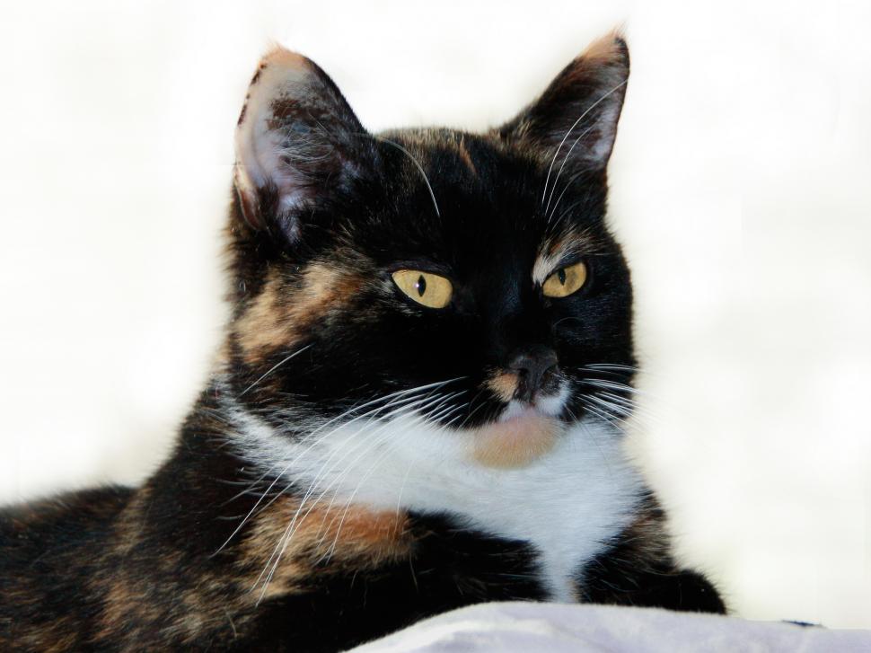 Free Stock Photo of Tricolor Female Cat Portraitanimals cat cats pet ...