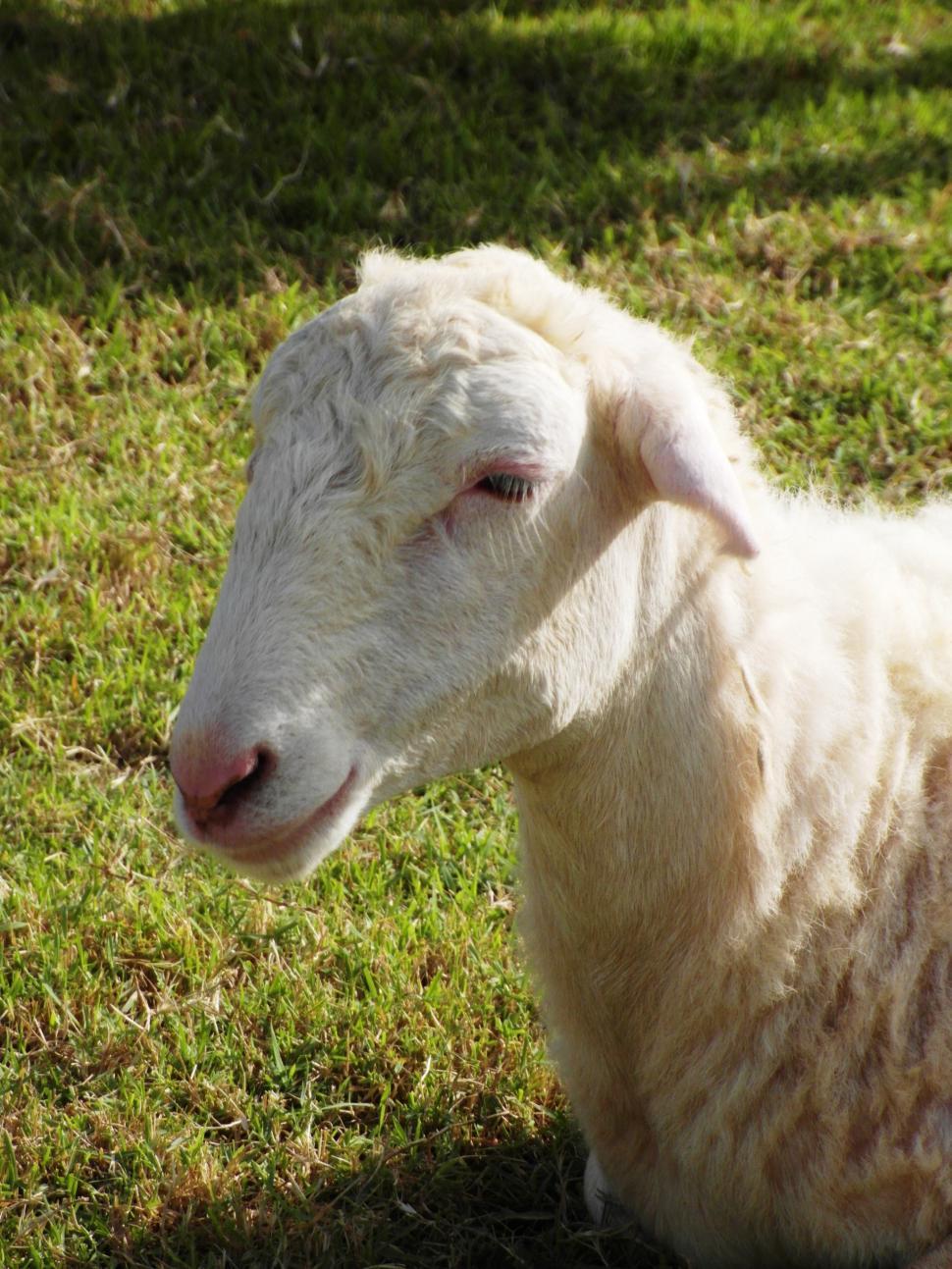 Free Stock Photo of Sheep | Download Free Images and Free Illustrations