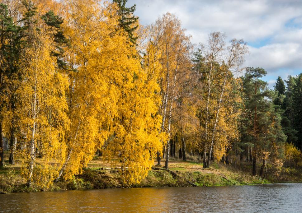 Free Stock Photo of Golden autumn | Download Free Images and Free ...
