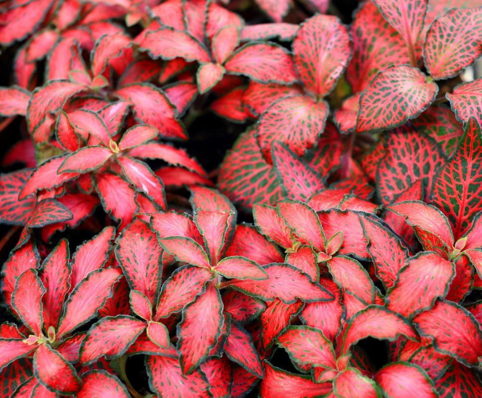 Free Stock Photo of Red leafs | Download Free Images and Free Illustrations