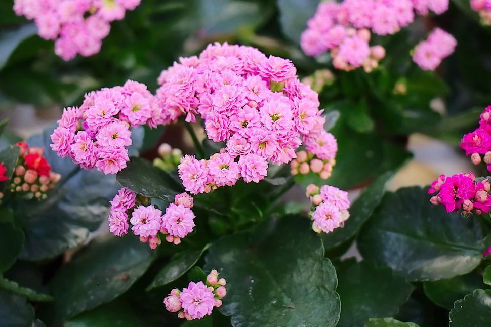 Free Stock Photo of Flowers | Download Free Images and Free Illustrations