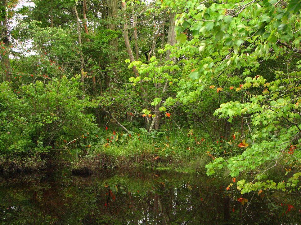 Free Stock Photo of wooded lake | Download Free Images and Free ...