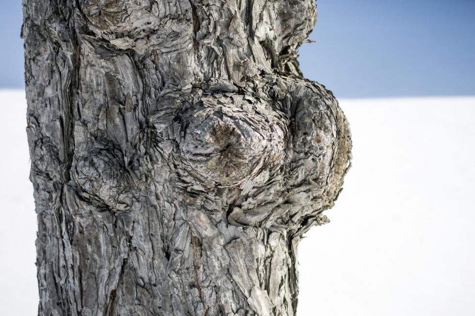 Free Stock Photo of Knobby Tree Trunk 2 | Download Free Images and Free ...
