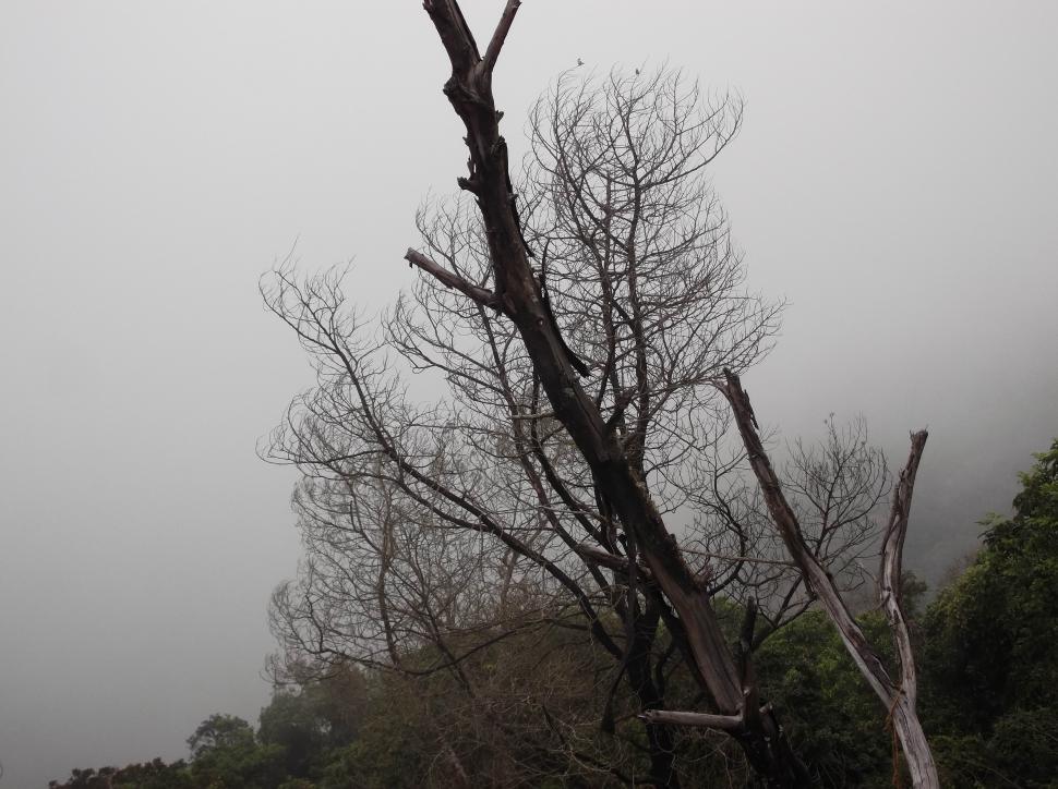 Free Stock Photo of Dead Tree | Download Free Images and Free Illustrations