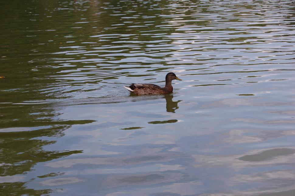 Free Stock Photo of The lonely duck | Download Free Images and Free ...