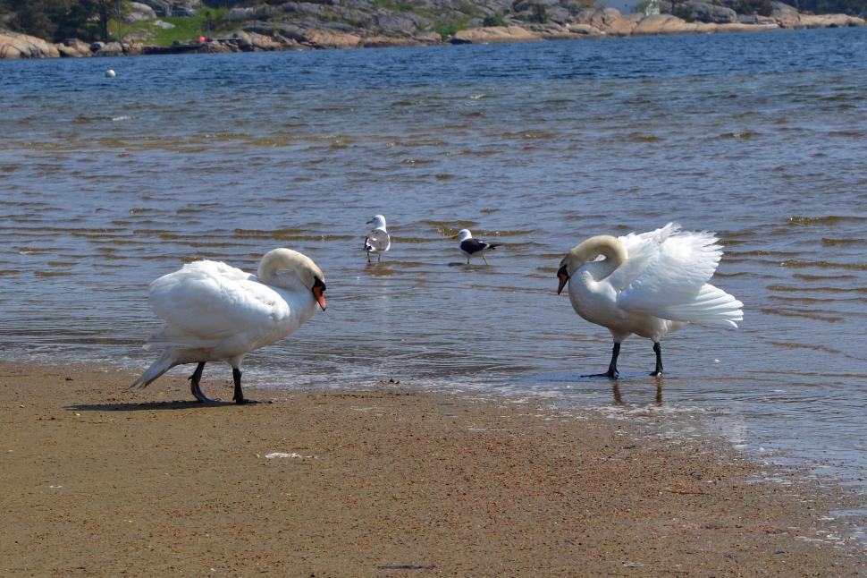 Free Stock Photo of Swans in the sea | Download Free Images and Free ...