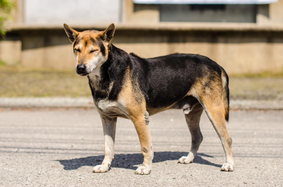Free Stock Photo of Dog | Download Free Images and Free Illustrations