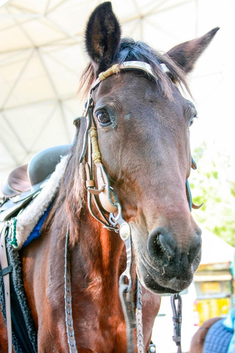 Free Stock Photo of Horse Face | Download Free Images and Free ...