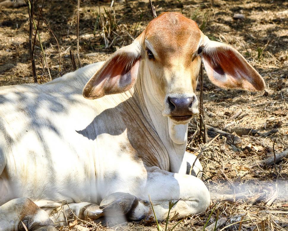 Free Stock Photo of Cow | Download Free Images and Free Illustrations