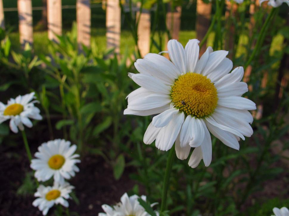 Free Stock Photo of Shasta Daisy | Download Free Images and Free ...