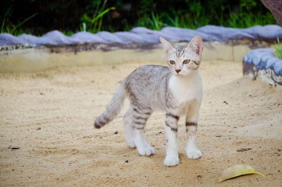 Free Stock Photo of Cat | Download Free Images and Free Illustrations