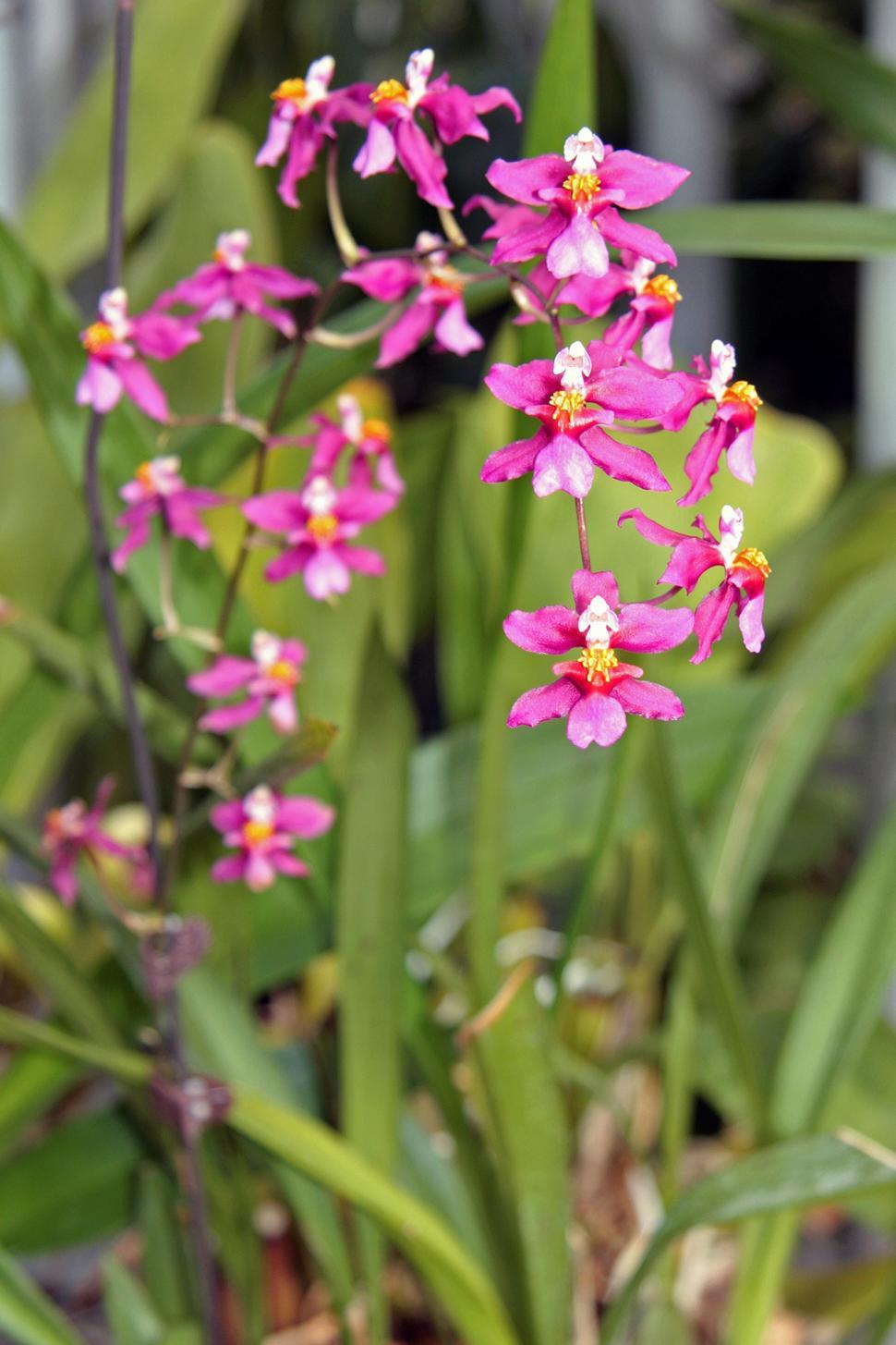 Free Stock Photo of Oncidium Twinkle Orchids In Blooms | Download Free ...