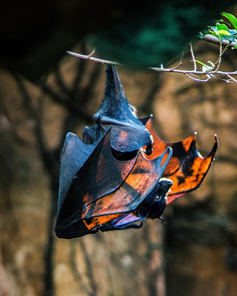 Free Stock Photo of Bat | Download Free Images and Free Illustrations
