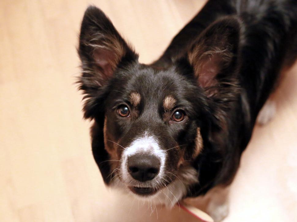 Free Stock Photo of The dog | Download Free Images and Free Illustrations