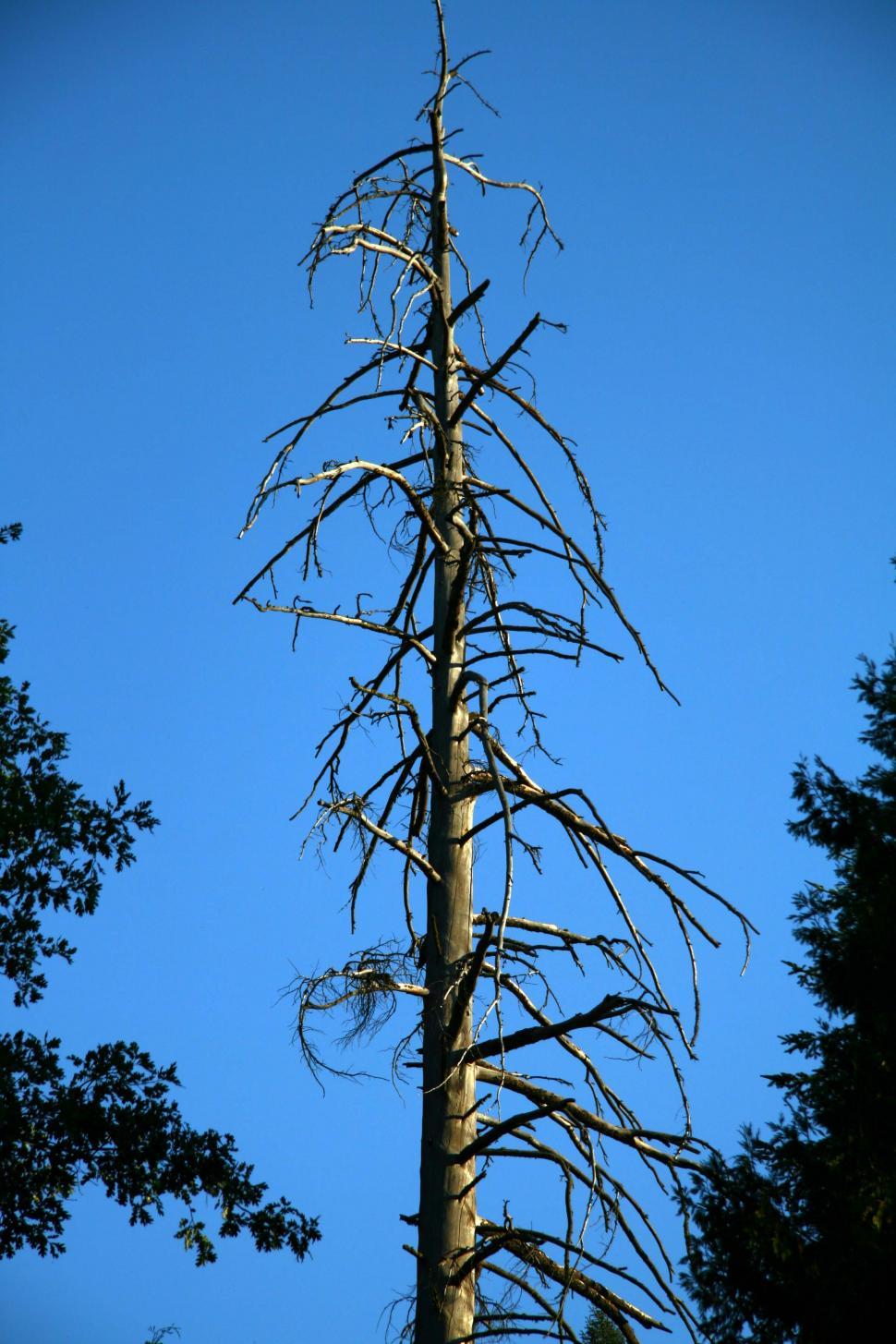 Free Stock Photo of Tree | Download Free Images and Free Illustrations