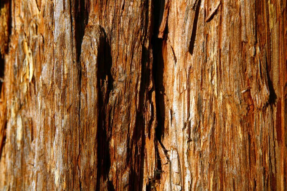 Free Stock Photo of Tree | Download Free Images and Free Illustrations