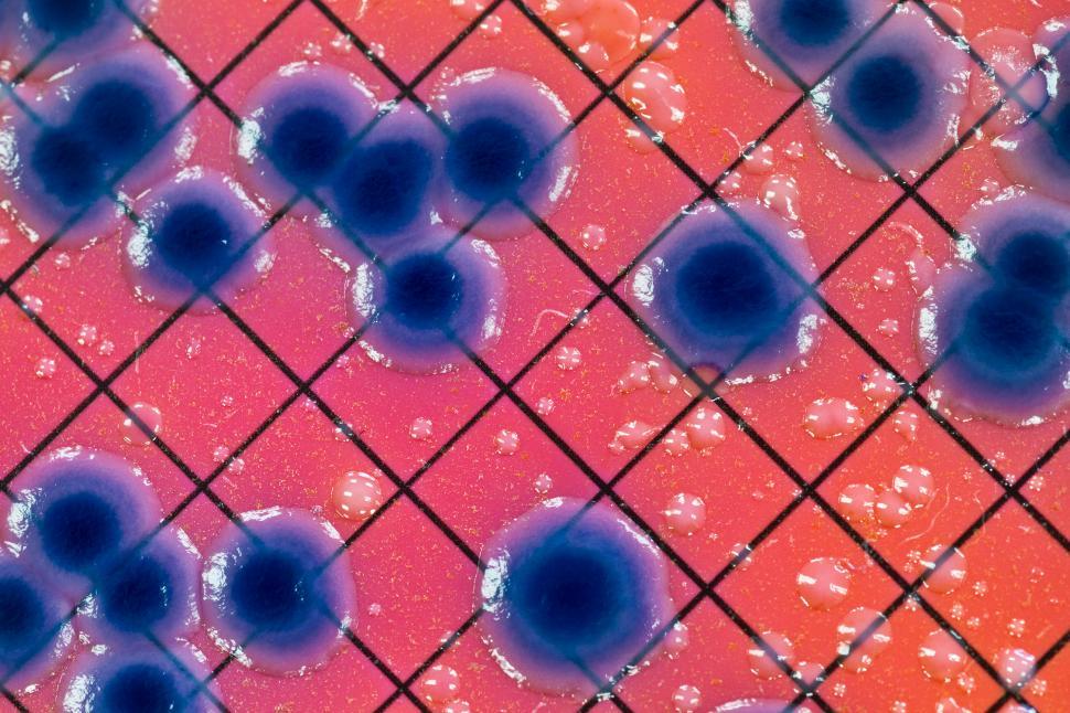 Free Stock Photo of E. coli | Download Free Images and Free Illustrations