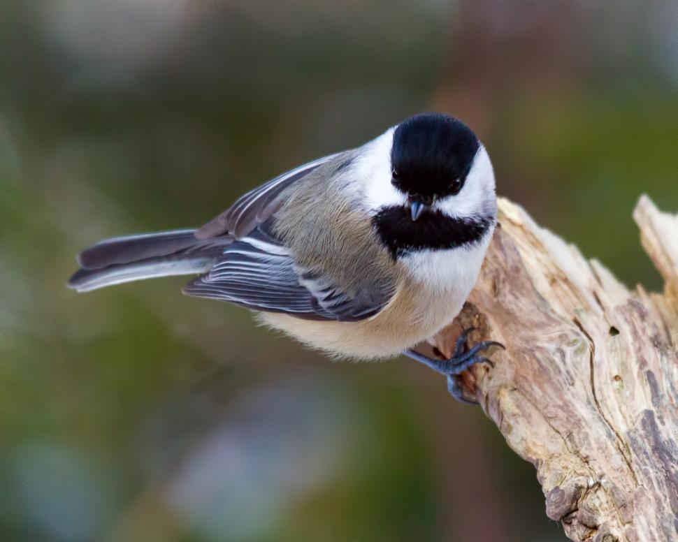 Free Stock Photo of Bird | Download Free Images and Free Illustrations