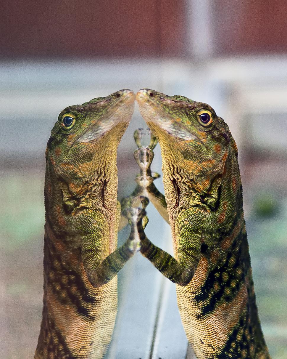 Free Stock Photo of Lizard | Download Free Images and Free Illustrations