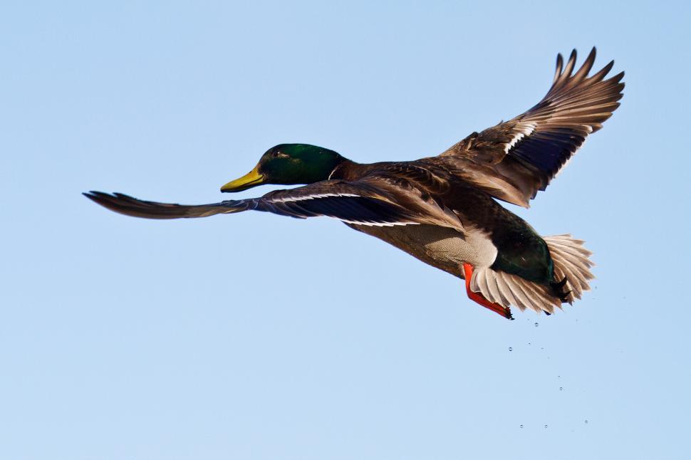 Free Stock Photo of Duck | Download Free Images and Free Illustrations