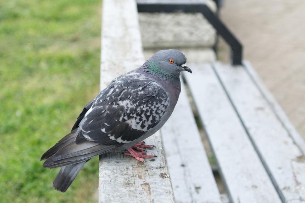 Free Stock Photo of Pigeon | Download Free Images and Free Illustrations