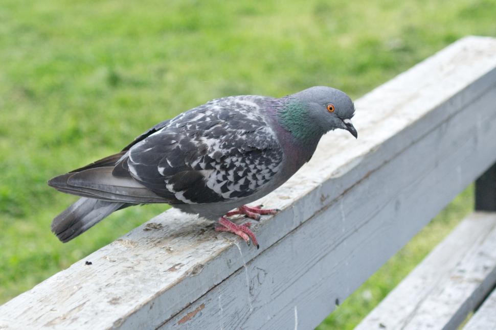 Free Stock Photo of Pigeon | Download Free Images and Free Illustrations