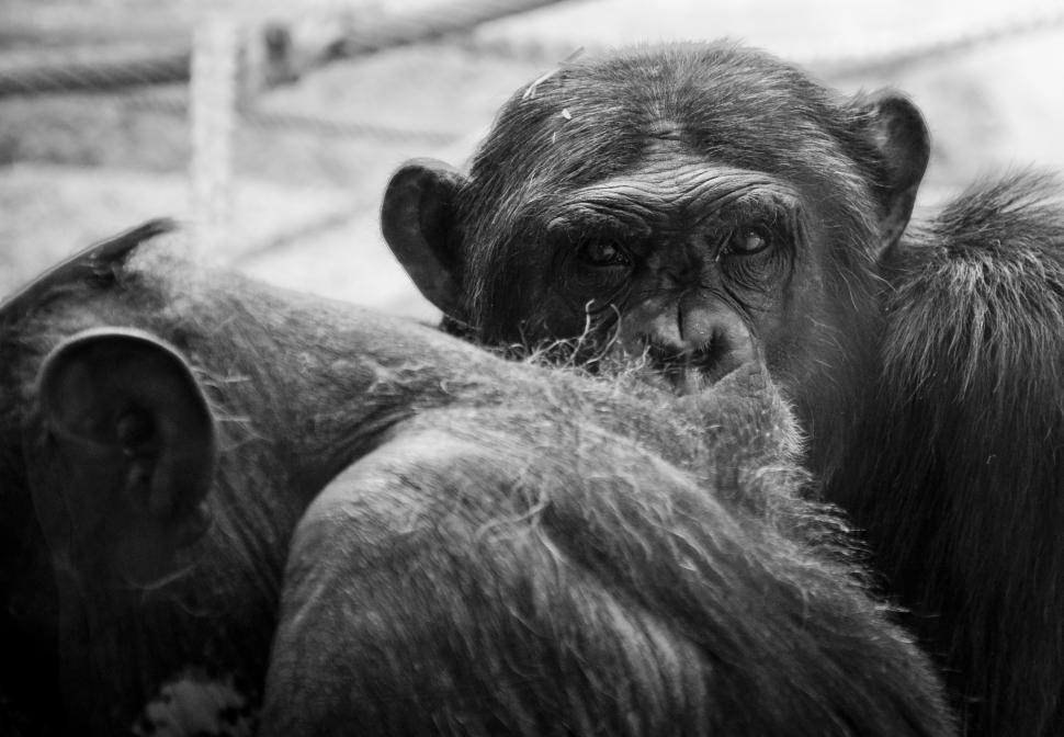 Free Stock Photo of Ape look | Download Free Images and Free Illustrations
