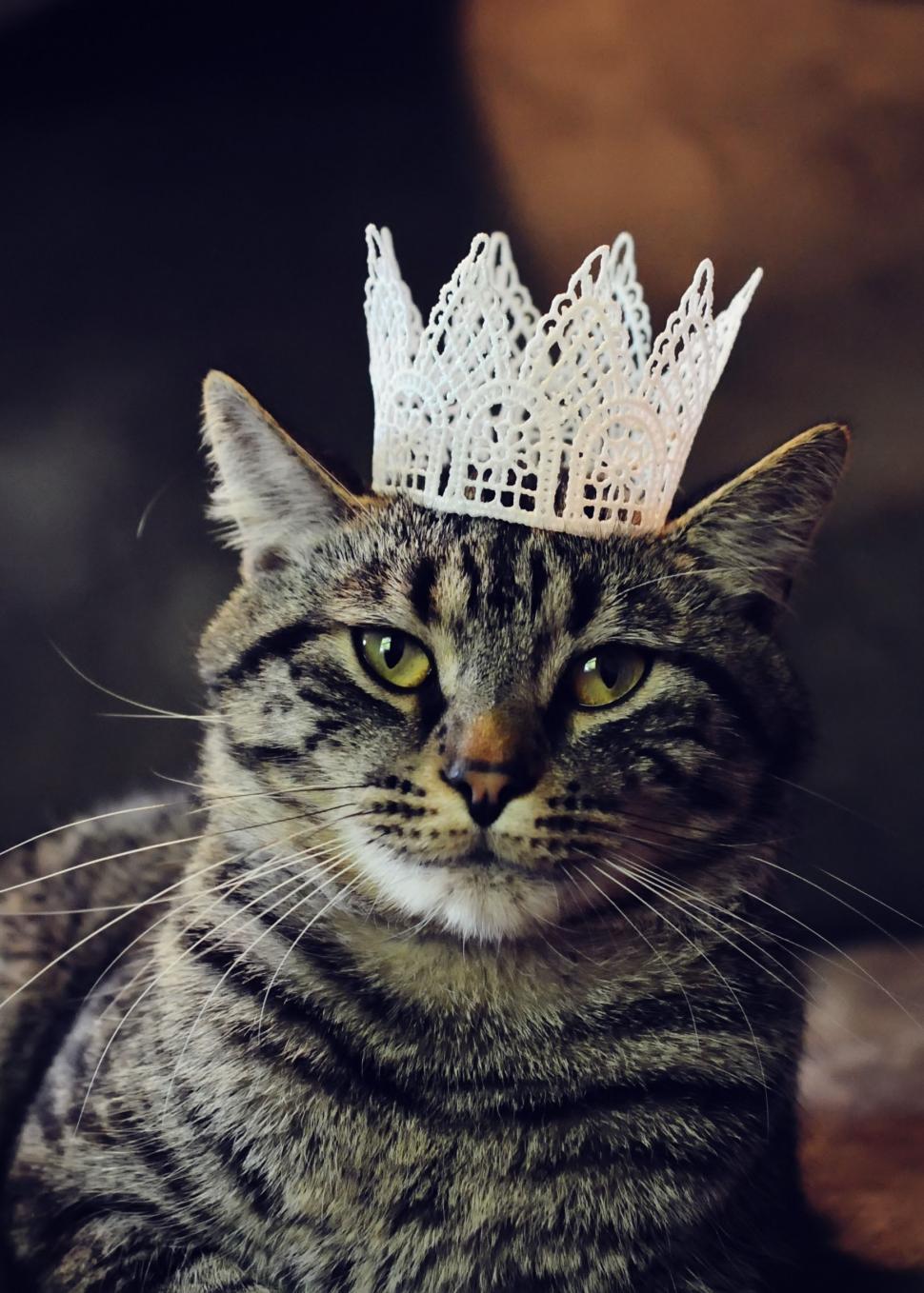 Free Stock Photo of Cat | Download Free Images and Free Illustrations