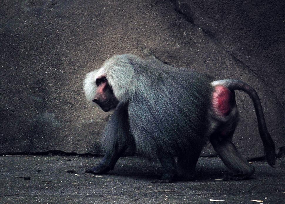 Free Stock Photo of Baboon | Download Free Images and Free Illustrations