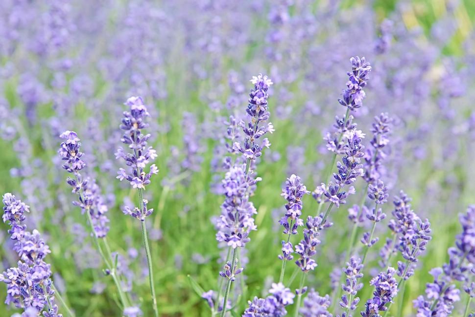 Free Stock Photo of Lavender | Download Free Images and Free Illustrations