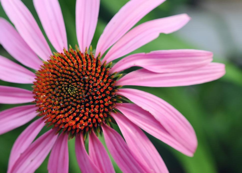 Free Stock Photo of Flower | Download Free Images and Free Illustrations