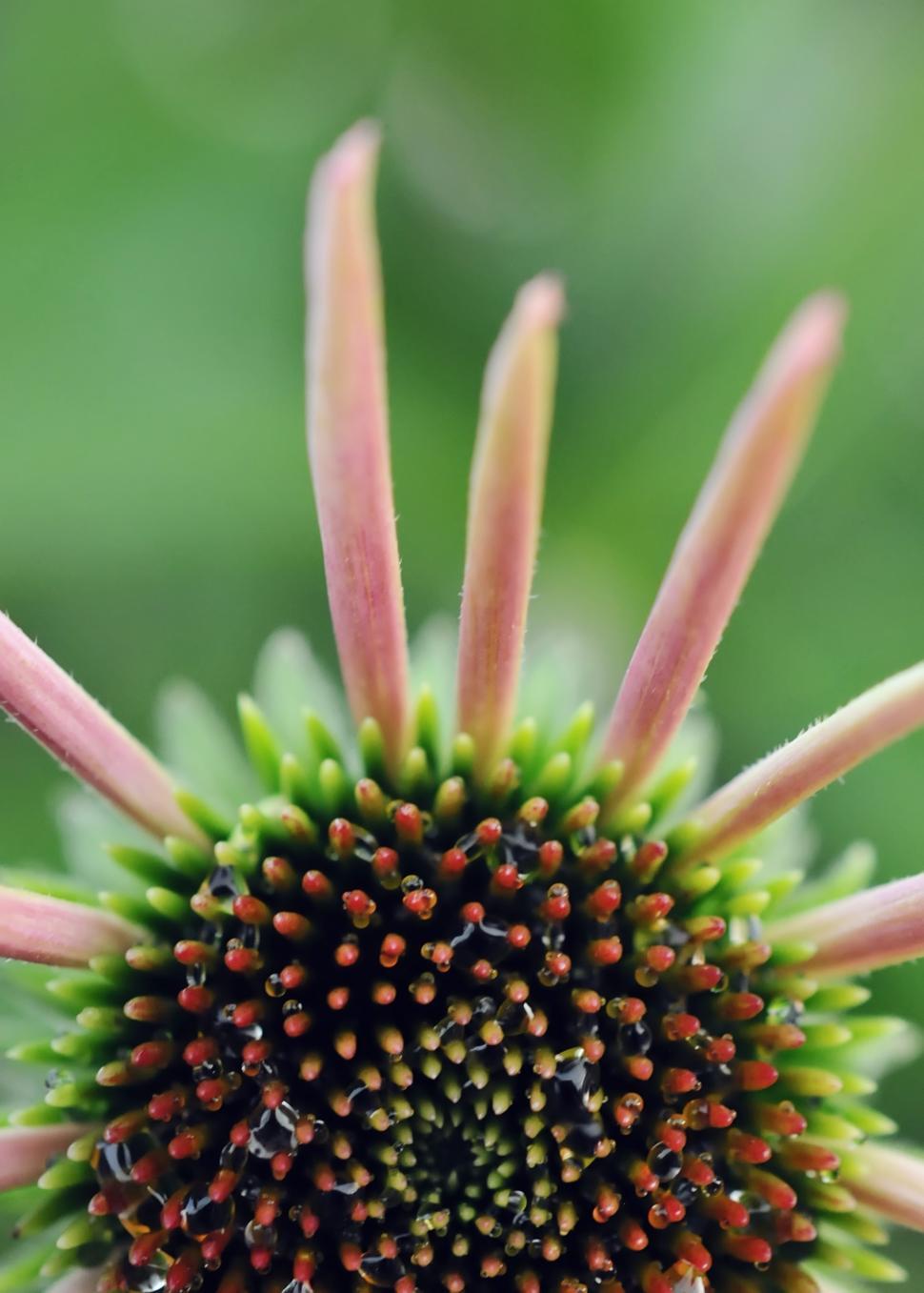 Free Stock Photo of Floral | Download Free Images and Free Illustrations