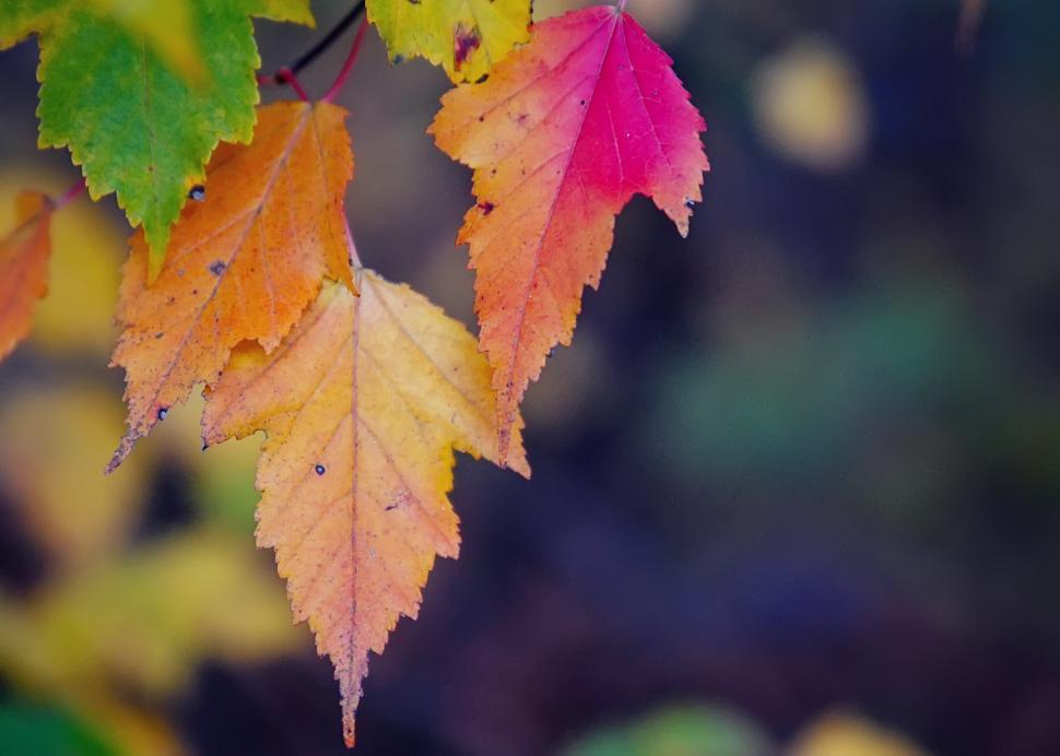 Free Stock Photo of Leaves | Download Free Images and Free Illustrations