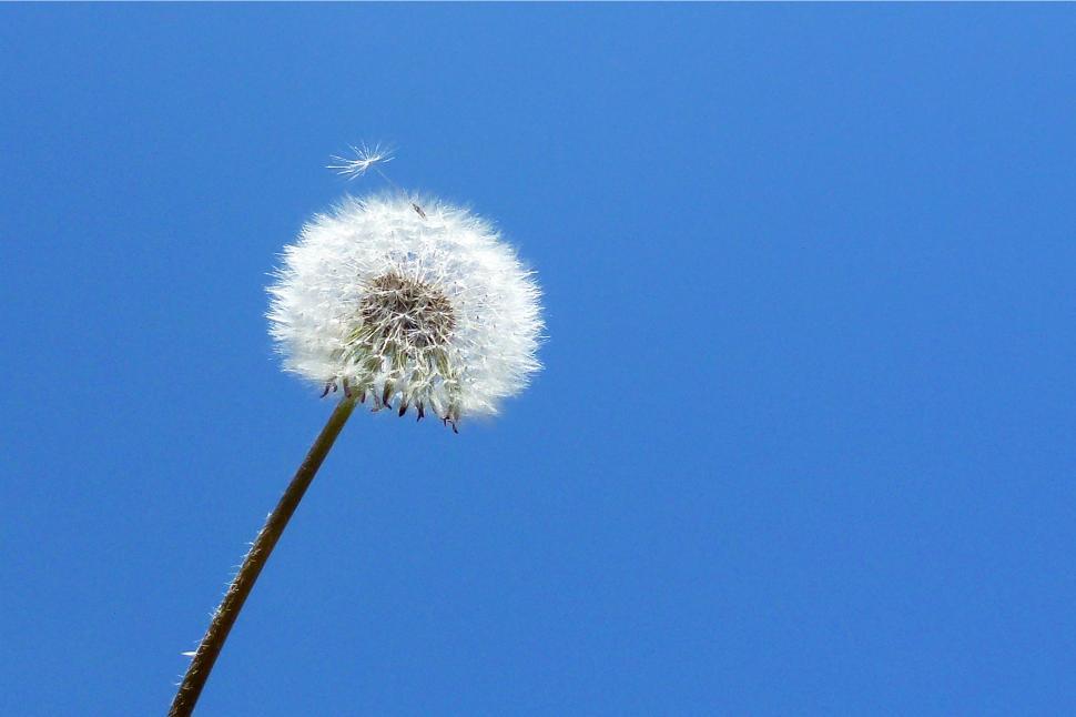 Free Stock Photo of Dandelion Seed Ball | Download Free Images and Free ...