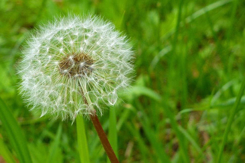 Free Stock Photo of Dandelion Seed Ball | Download Free Images and Free ...
