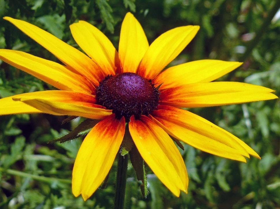 Free Stock Photo of Blackeyed Susan Flower In Backyard Garden ...