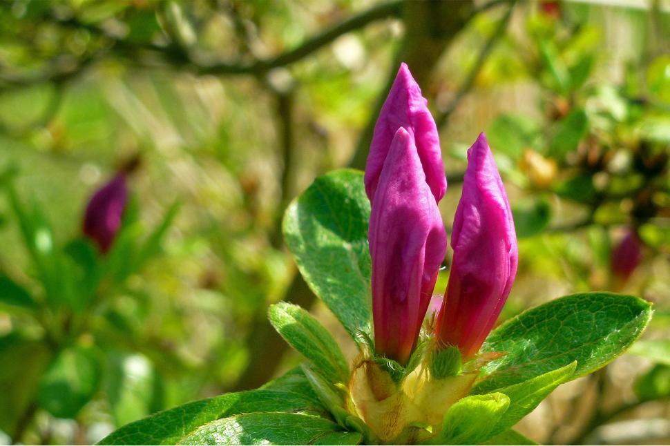 Free Stock Photo of A young immature unopened Azalea bloom | Download ...
