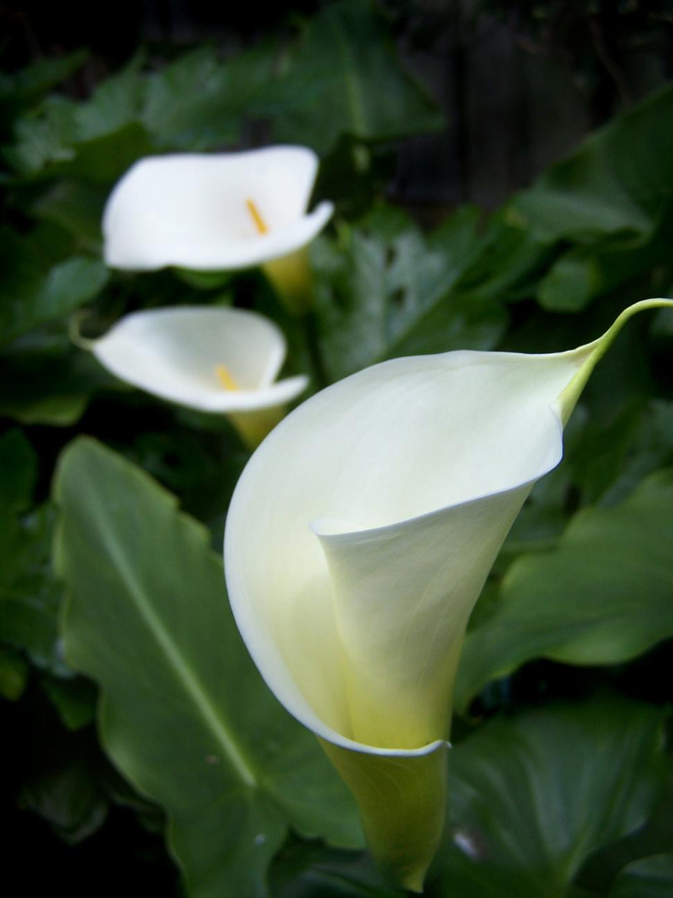 Free Stock Photo of Arum lily | Download Free Images and Free Illustrations