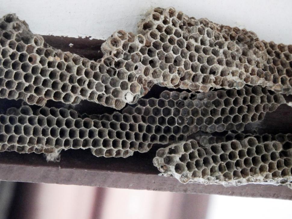 Free Stock Photo of Honeycombe / Bees Nest | Download Free Images and ...