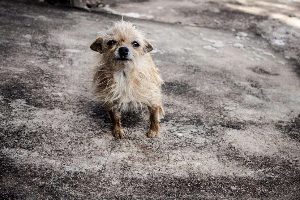 Free Stock Photo of Gritty Dog | Download Free Images and Free ...